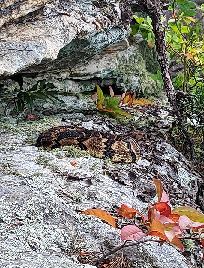 Tennessee's resident reptilian sunbather reminds us we're visitors in his ancient home. A timely reminder to watch your step.