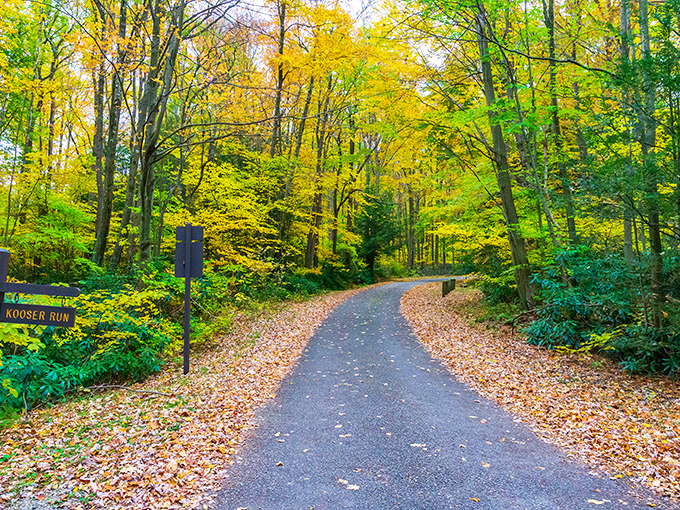 Autumn's golden carpet unfurled. This leaf-strewn trail through Kooser Run looks like something straight out of a storybook&mdash;complete with soundtrack by crunching leaves.