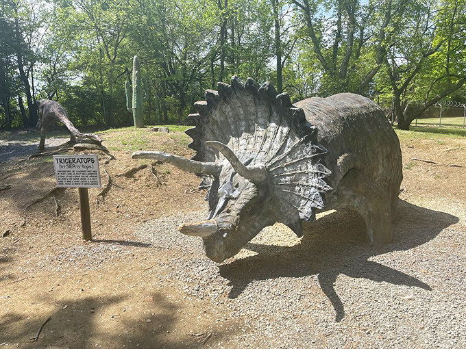 The Triceratops displays its impressive frill and horns, looking like nature's first attempt at designing a bulldozer.
