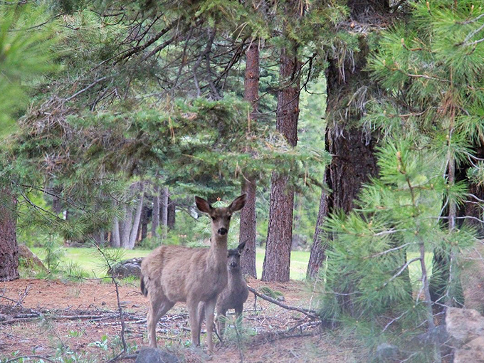 Local wildlife doesn't bother with appointments &ndash; they just show up. This deer's expression says, "Yes, I live here. You're the visitor."