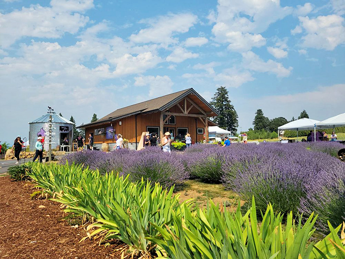 The bustling farm store on a summer day. Visitors flock to this lavender oasis like bees to, well, lavender.