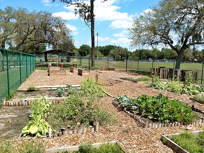 These meticulously tended garden plots tell a story of community and sustainability, where neighbors grow relationships alongside their heirloom tomatoes and herbs.