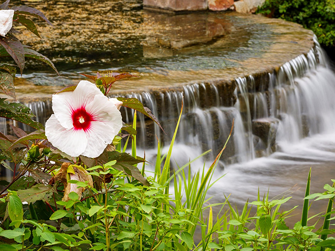 A single hibiscus bloom steals the spotlight from a cascading waterfall&mdash;nature's version of a scene-stealing supporting actor.