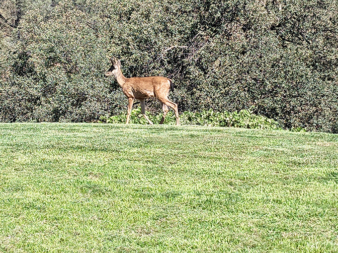 Local residents come in the four-legged variety too. This deer casually grazing reminds visitors they're guests in nature's neighborhood.