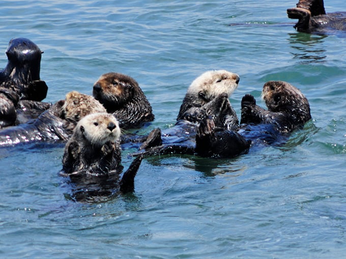 The real celebrities of Moss Landing! These sea otters floating on their backs are nature's most adorable overachievers, cracking shellfish while we crack smiles.