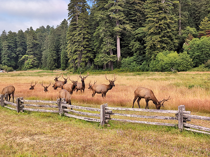 Roosevelt elk grazing in Elk Prairie look like they're posing for a calendar shoot. Nature's lawn maintenance crew has impeccable timing.