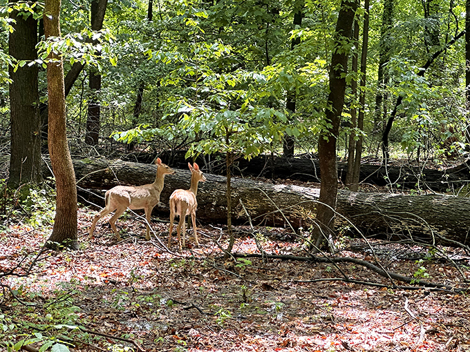 Deer friends indeed! These woodland residents remind us that at Bellevue, you're never just visiting nature&mdash;you're a guest in someone else's home.