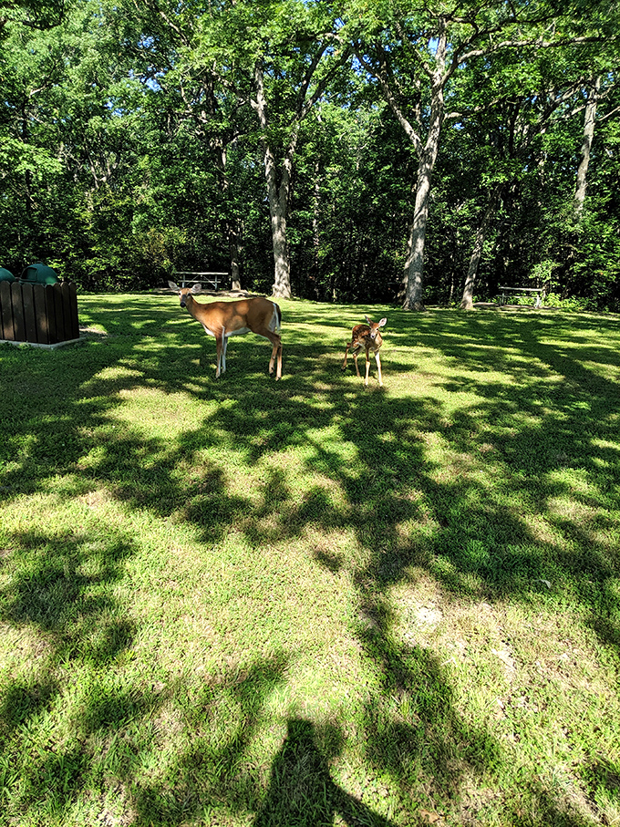 Deer in their natural habitat, completely unbothered by your presence. The ultimate "we were here first" power move.