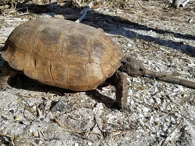 Meet the locals! Gopher tortoises roam Caspersen's natural areas, reminding visitors that this beach belongs to wildlife first, humans second.