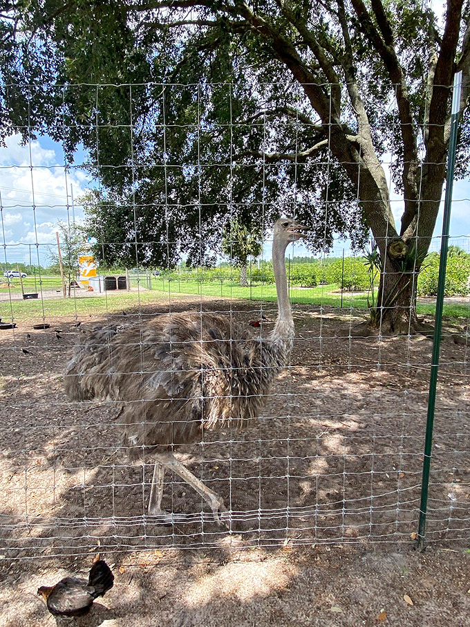 Even the wildlife in Clermont seems more relaxed than elsewhere. This ostrich appears to be contemplating its life choices while a chicken keeps it company.
