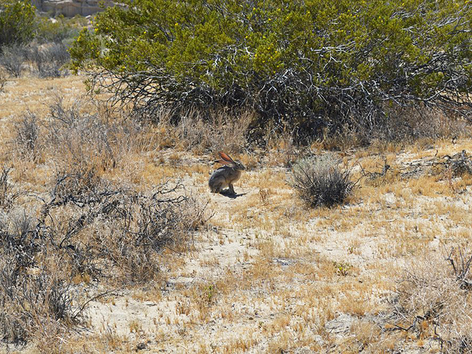 Desert wildlife plays a game of hide-and-seek. This jackrabbit pauses just long enough to remind us we're visitors in his ancient homeland.