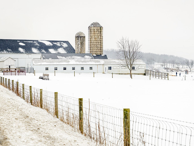 Winter transforms Mount Hope farms into monochromatic masterpieces. Snow blankets everything except the quiet dignity of rural life.