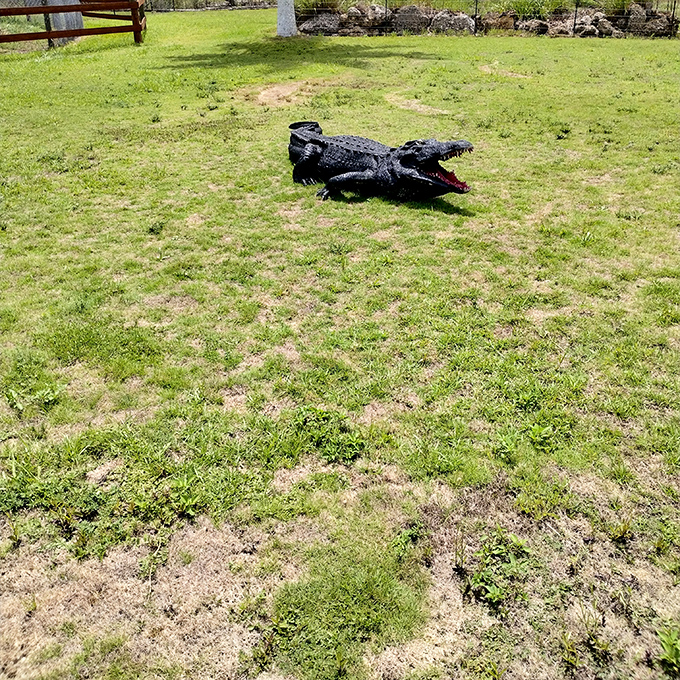 Jaws dropped! This alligator statue reminds visitors that the Everglades' confirmed residents can be just as impressive as its rumored ones.
