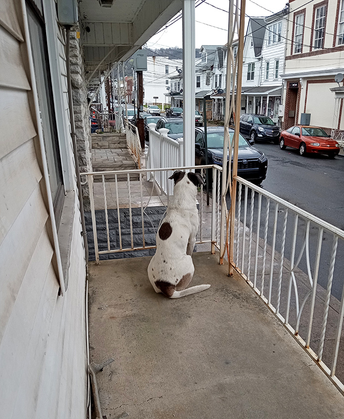 Front porch living at its finest! This spotted pup serves as Shenandoah's unofficial neighborhood watch, monitoring street activity with canine dedication. 