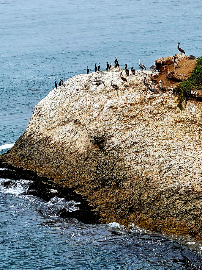 Nature's perfect tenants: these seabirds have the ultimate oceanfront property, with dramatic views and all-you-can-eat seafood included.
