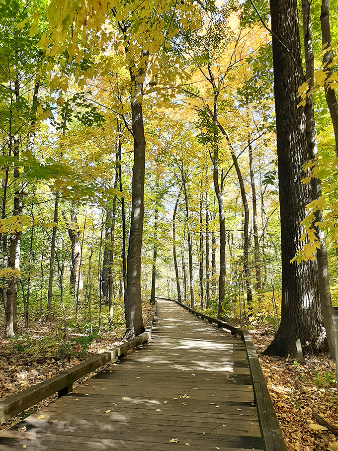 Nature's hallway lined with golden sentinels. This boardwalk through autumn trees feels like walking through a painting that changes with every step.