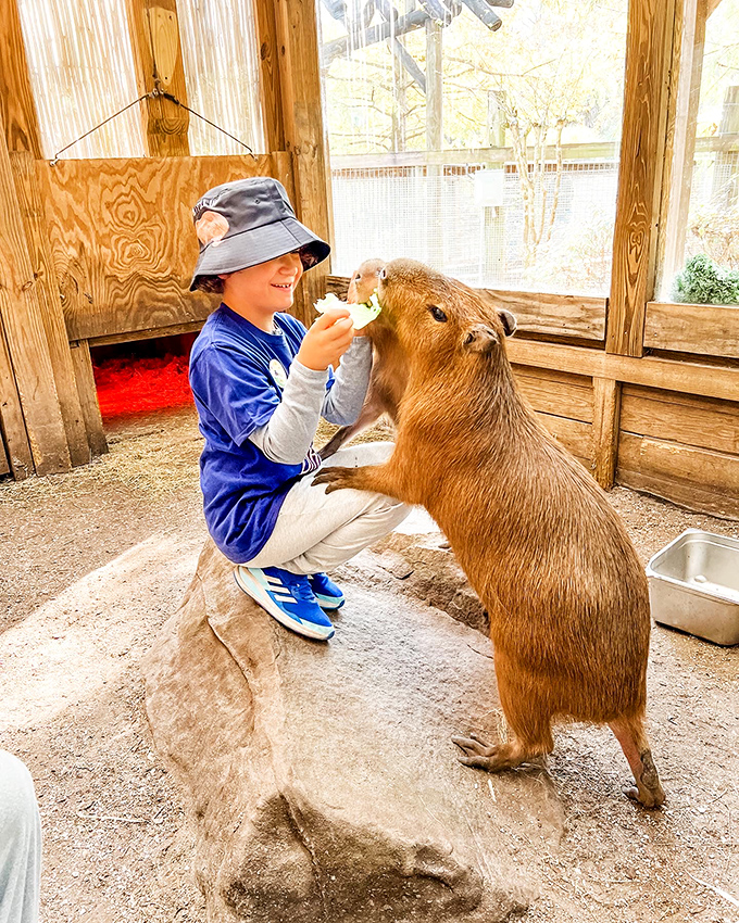 Making friends with South America's largest rodent. A young visitor shares a special moment with a capybara, discovering the gentle nature of this oversized guinea pig cousin.