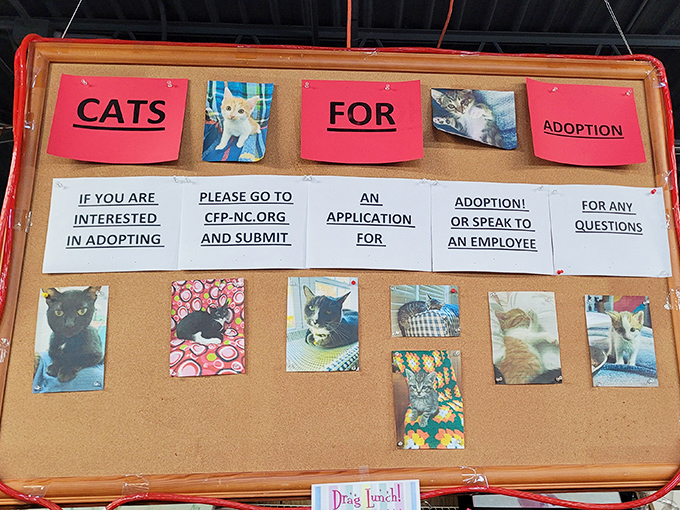Future feline family members await their forever homes while you shop for bargain treasures.