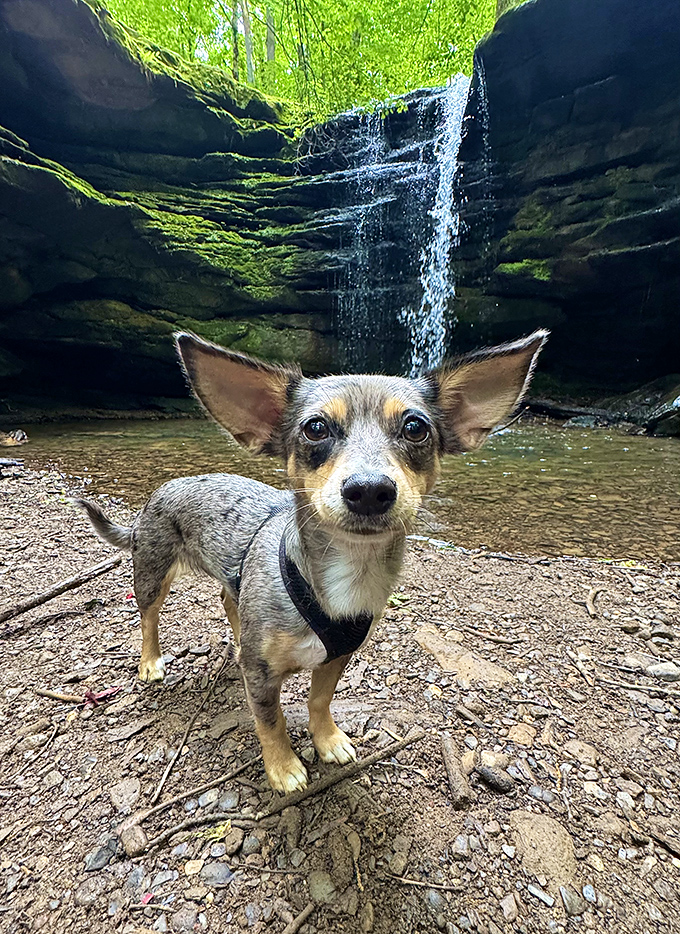 Every great waterfall deserves a four-legged ambassador. This pup's expression says, "What took you humans so long to find this place?"