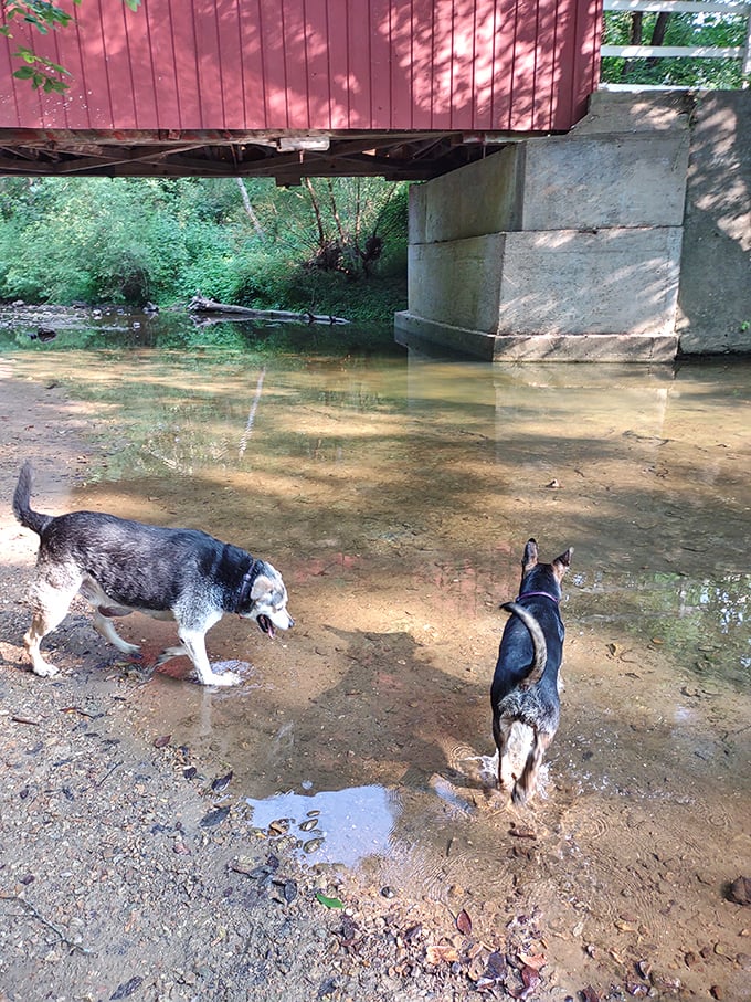 Four-legged visitors enjoy the creek's shallow waters&mdash;proving that historic appreciation isn't limited to humans at this pet-friendly site.