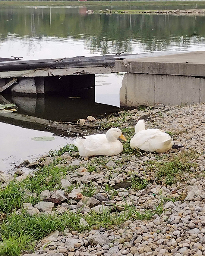 Local ducks have claimed the best real estate, proving they know waterfront property when they see it.