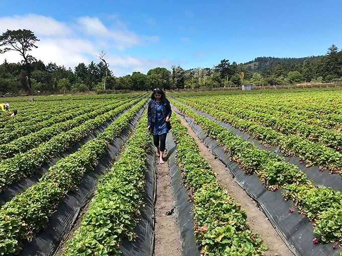 Strawberry fields forever! A glimpse of coastal agriculture that makes you appreciate the journey your farmers market haul takes.
