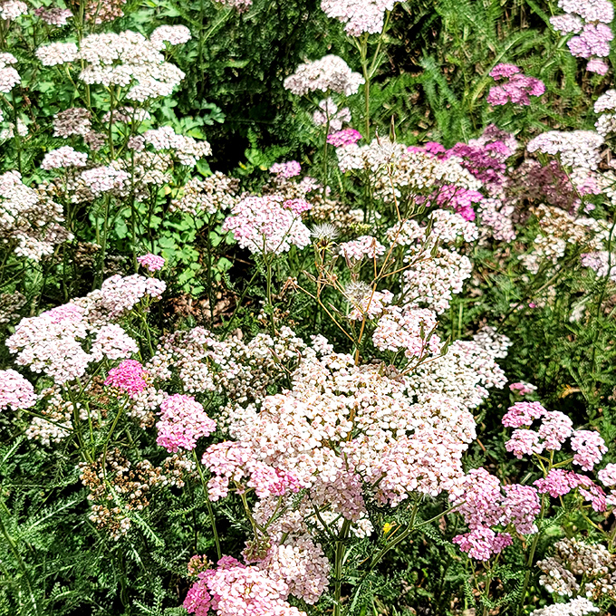 Yarrow blooms create a cottage garden carpet that would make English countryside enthusiasts weep with pure joy.