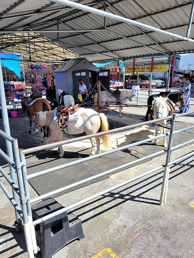 Pony rides bring old-school entertainment to the digital generation, proving that some childhood joys need no WiFi connection or software updates.