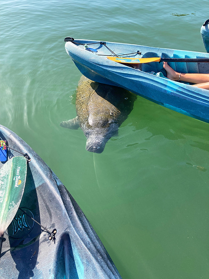 "Excuse me, do you have a moment to talk about manatee conservation?" A gentle giant pays a surprise visit to lucky kayakers.