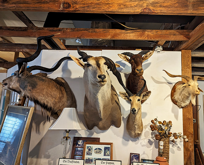 The taxidermy collection stares back with glass eyes that have witnessed decades pass &ndash; conversation pieces that certainly get conversations started!