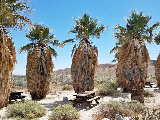 Nature's dining room: Palm trees provide welcome shade for picnickers seeking respite from the desert sun in this surprisingly lush oasis spot.