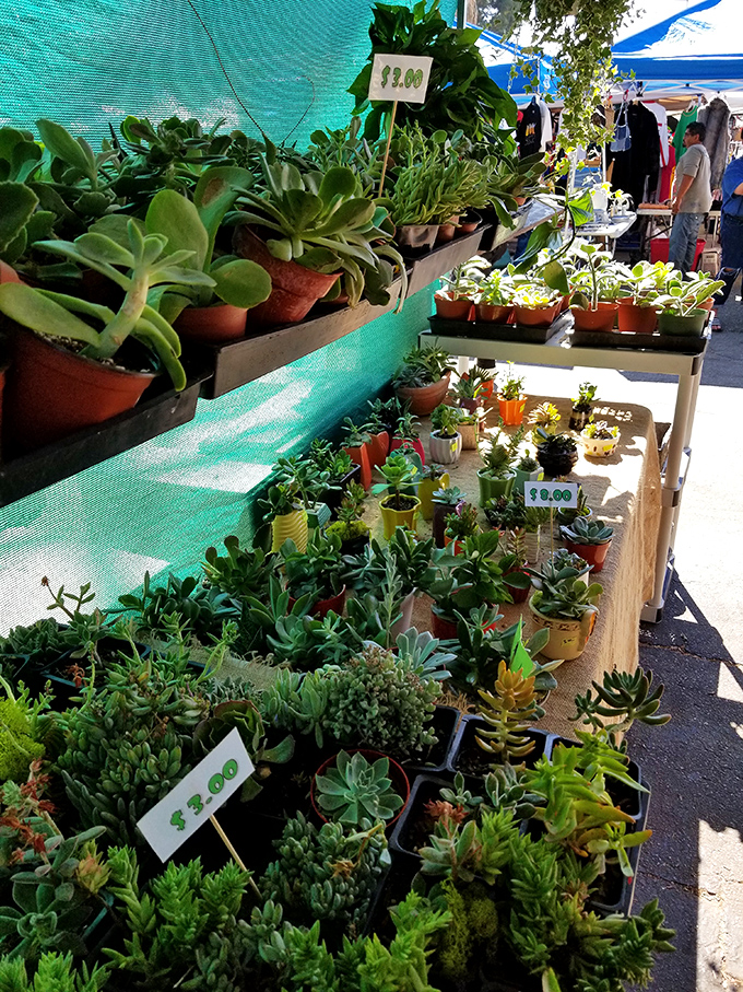 Succulent paradise where apartment-dwellers can adopt low-maintenance green friends. Plant parenthood starts with these desert beauties.