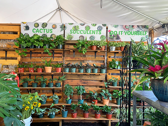 A verdant oasis of potted possibilities – because nothing says "I'm responsible" like adopting a plant that requires less maintenance than a goldfish.