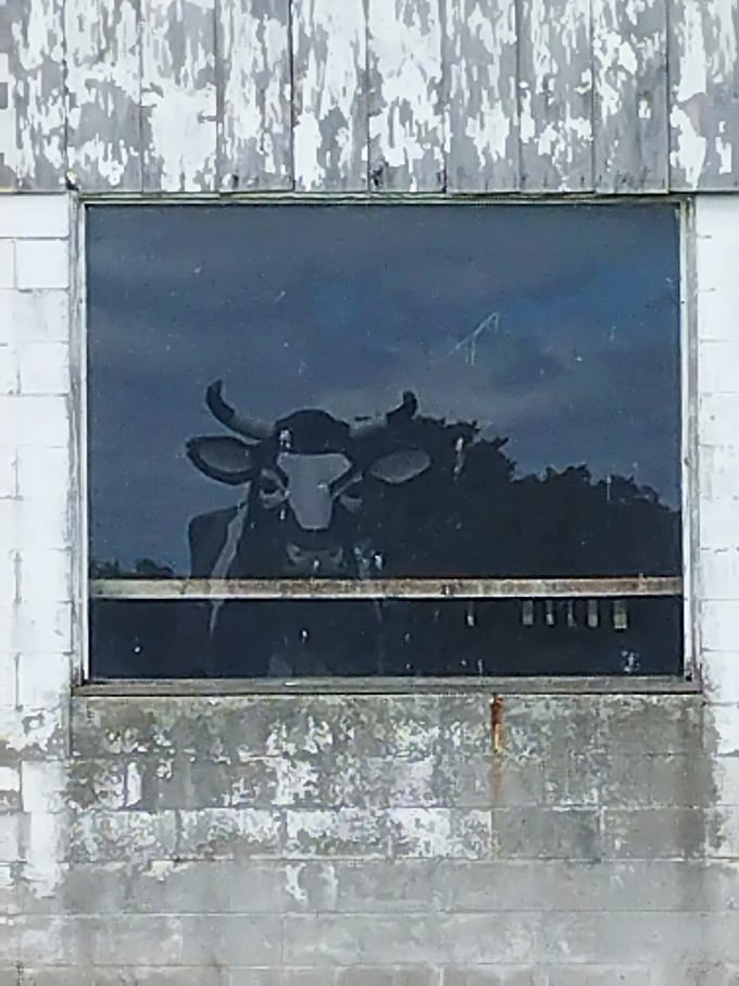 When art imitates life: a cow's silhouette reflected in the barn window creates a moody, almost film noir moment in rural Pennsylvania.