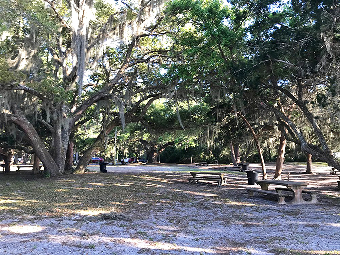 Live oaks create nature's perfect picnic canopy. Dappled sunlight filtering through Spanish moss turns ordinary moments into pure Georgia magic.