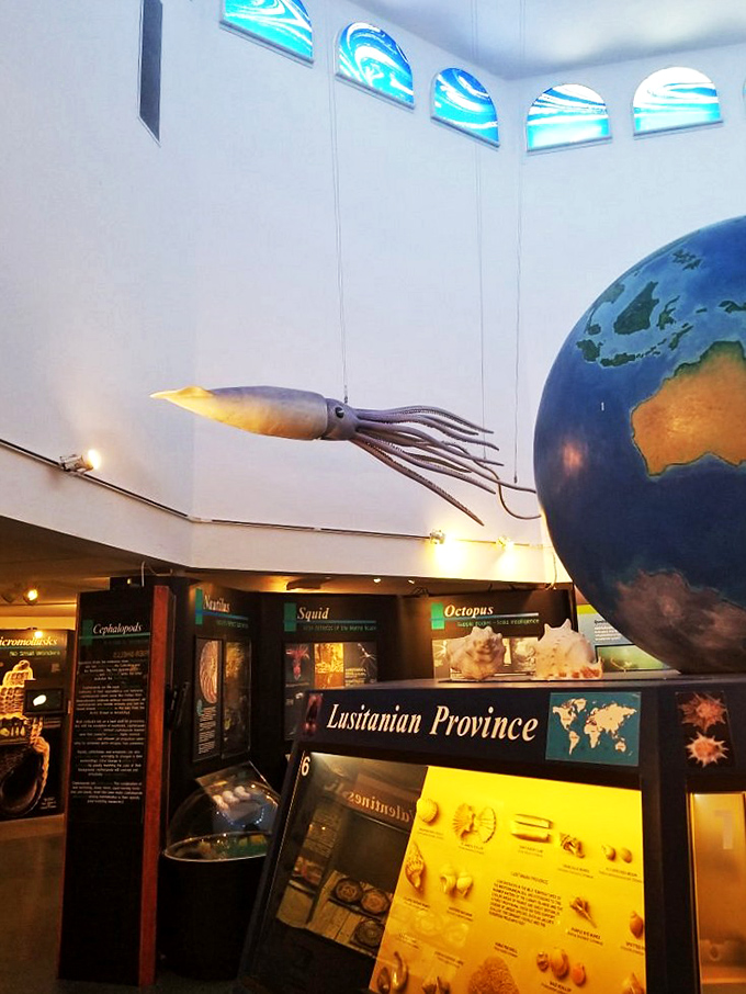 A giant squid model hovers dramatically near the globe display, reminding visitors that mollusks come in all shapes and spectacular sizes.