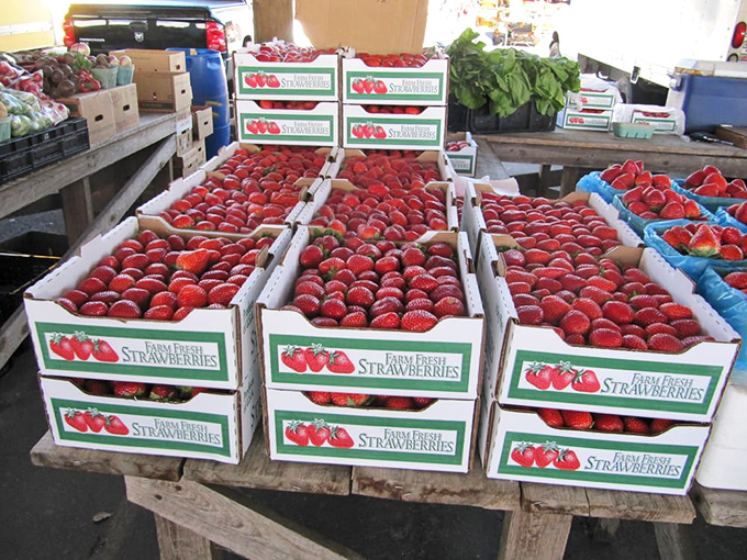 Nature's candy displayed in all its ruby glory &ndash; these farm-fresh Florida strawberries never knew the inside of a supermarket refrigerator.