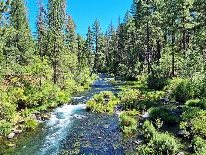 Burney Creek meanders through sun-dappled forest, creating the kind of scene that makes you want to cancel your streaming subscriptions and just watch this instead.