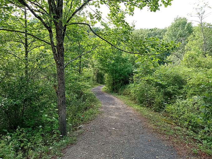 Forest paths like this remind you that the best GPS is sometimes just your own sense of wonder.