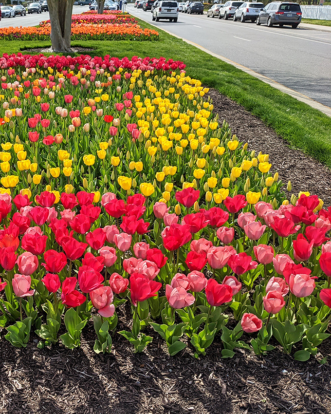 Nature's color palette explodes in spring when thousands of tulips line Bethany's streets, a floral welcome mat that rivals the beach for photo opportunities.