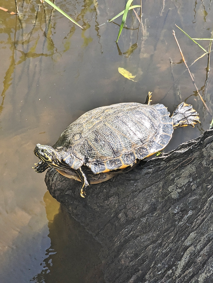 This turtle has found the perfect sunbathing spot. His expression says, "Five more minutes, then I'll think about moving."