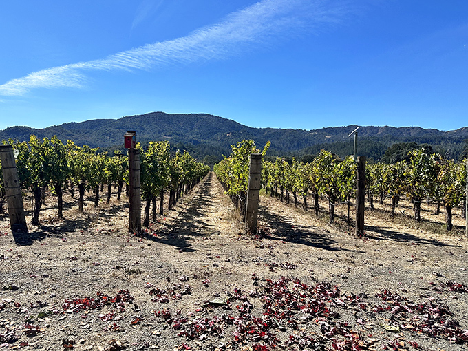 Perfectly manicured vineyard rows stretch toward the horizon, a living chessboard where every move produces something delicious rather than just saying "checkmate."