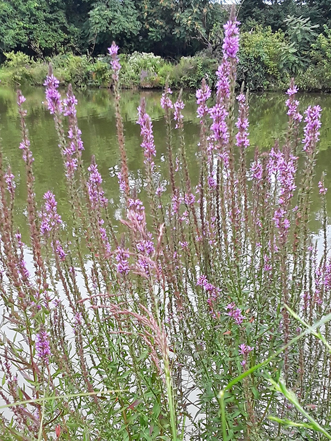 Purple wildflowers dance along the shoreline. Nature's own watercolor painting that changes with each passing breeze.