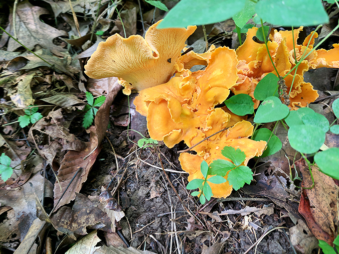 Wild mushrooms peek through fallen leaves like nature's own treasure hunt for the botanically curious adventurer.