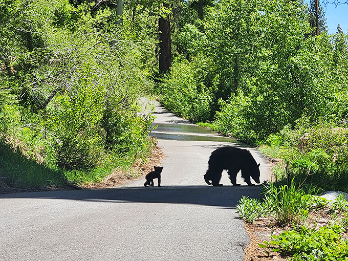 "Excuse me, coming through!" A bear and cub demonstrate who the real landowners are in Tahoe's wilderness.