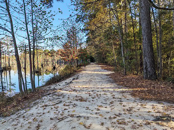 Goodale State Park: Sandy paths wind alongside reflective waters where cypress trees create nature's perfect framing for an afternoon stroll.