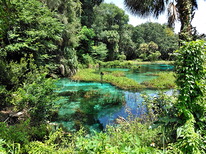 Liquid emeralds flowing freely! Rainbow Springs' impossibly clear headwaters prove that Mother Nature is still Florida's most talented artist.