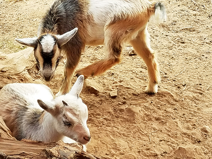 Baby goats: Nature's living proof that cuteness is an evolutionary advantage that works on humans every single time.