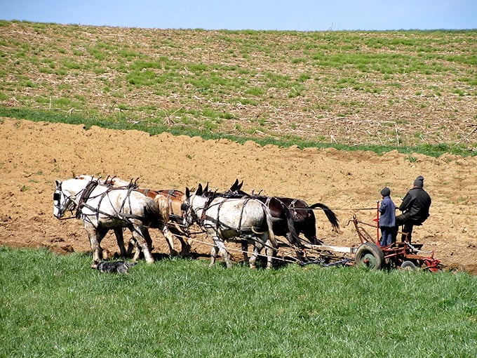 Horsepower with actual horses. These Amish farmers demonstrate sustainable farming practices that predate trendy environmental hashtags by centuries.