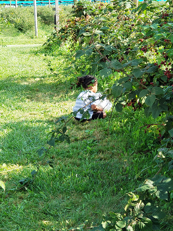 Berry picking &ndash; where "farm to table" involves your own two hands and possibly some stained fingers. Nature's candy aisle awaits. 